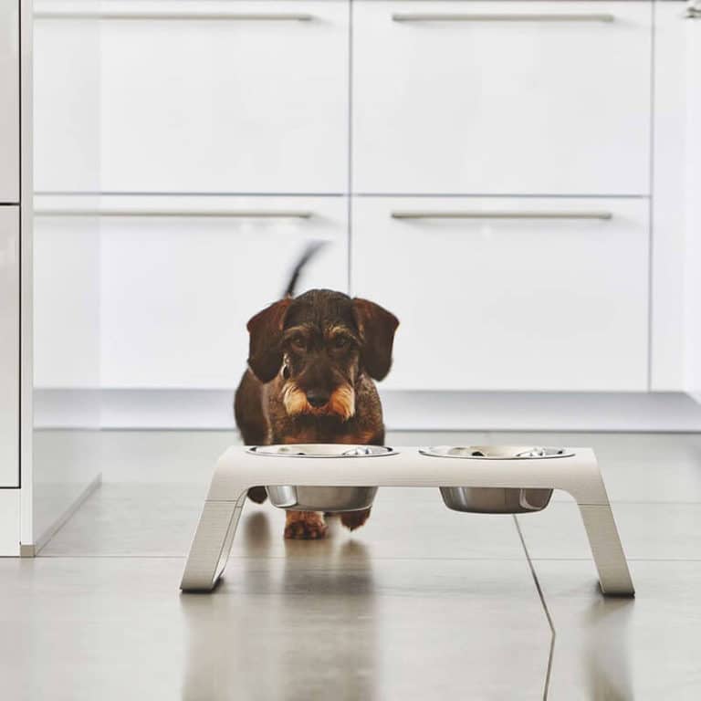 Gamelles originales de luxe pour chien