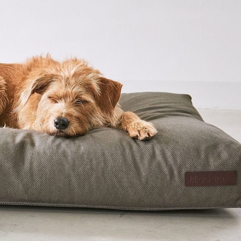 Coussin pour chien éco responsable