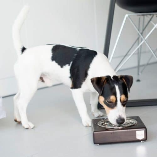 Gamelle design pour chien - SOLO