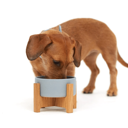 Gamelles originales de luxe pour chien